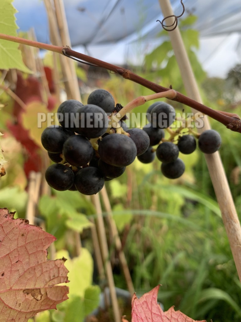 raisin ancien vitis amurensis