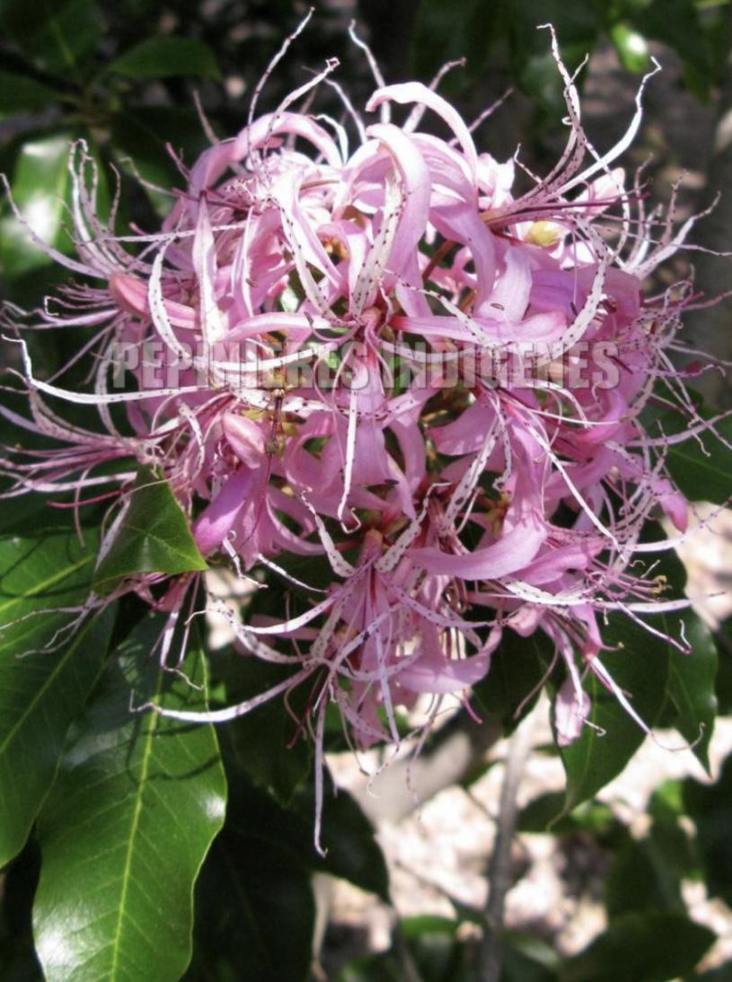 pompom tree -dais cotinifolia